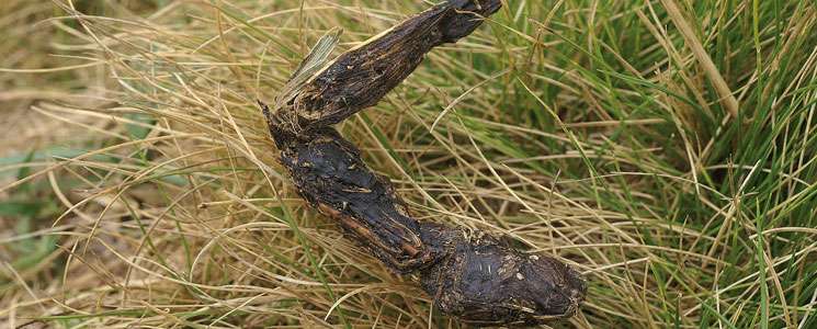 De qui és, aquesta caca? - Pànxing