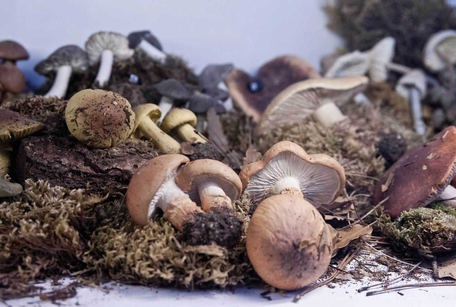 Descobrim el nostre Patrimoni El Museu d’Art del Bolet - Pànxing