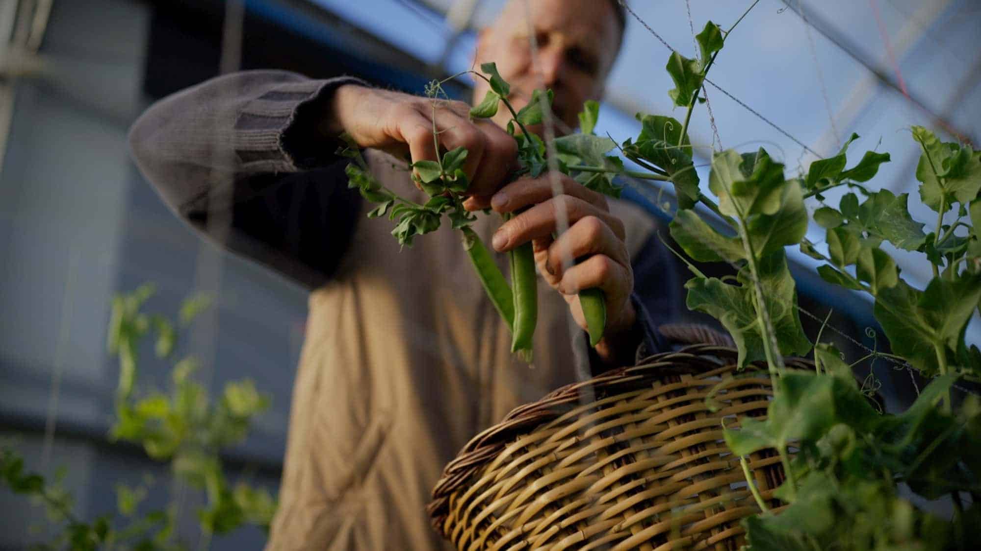 El pèsol, la perla verda del Maresme - Pànxing